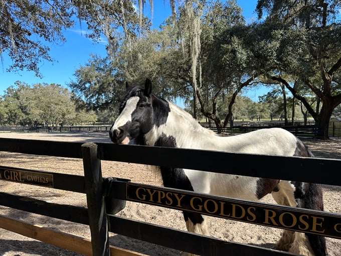 gypsy gold horse farm 6