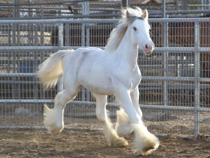 gypsy gold horse farm 7