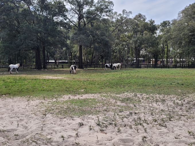 gypsy gold horse farm 8