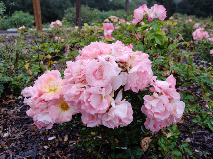 harry p. leu gardens 5