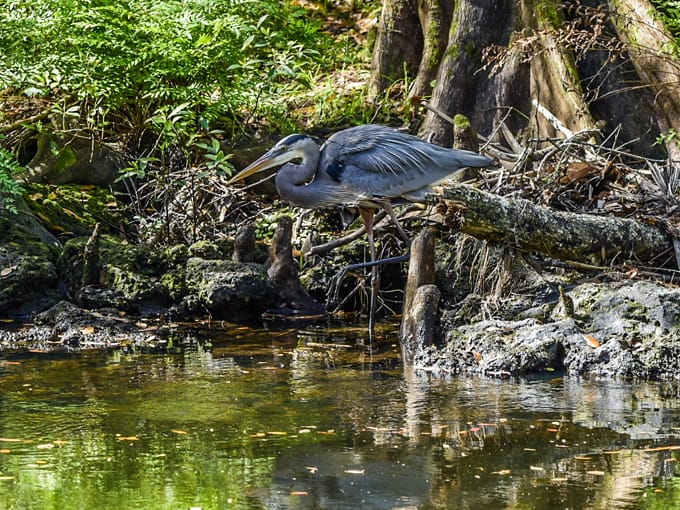 hillsborough river state park 4