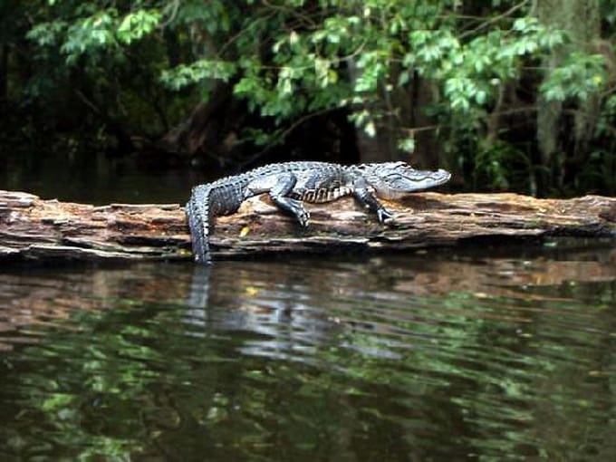 hillsborough river state park 5