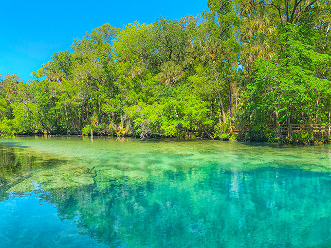 homosassa river 1