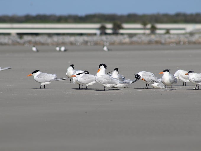 huguenot memorial park 6