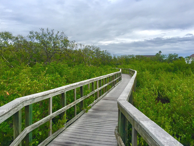 indian rocks beach nature preserve 6