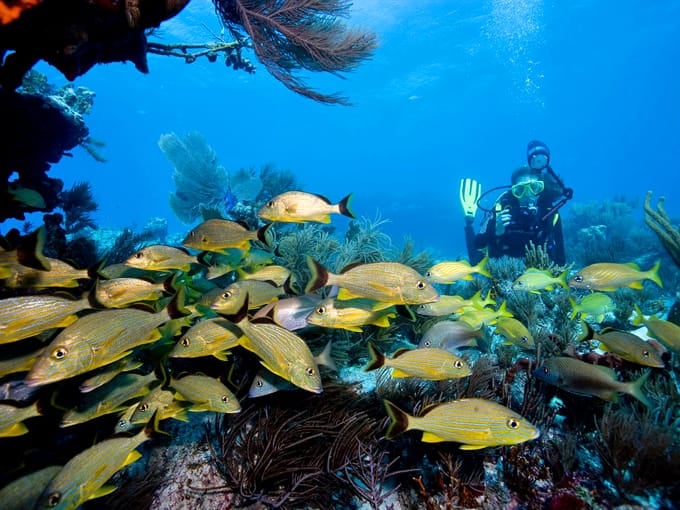 john pennekamp coral reef state park 3