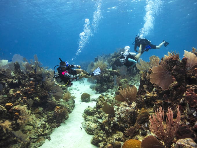 john pennekamp coral reef state park 4