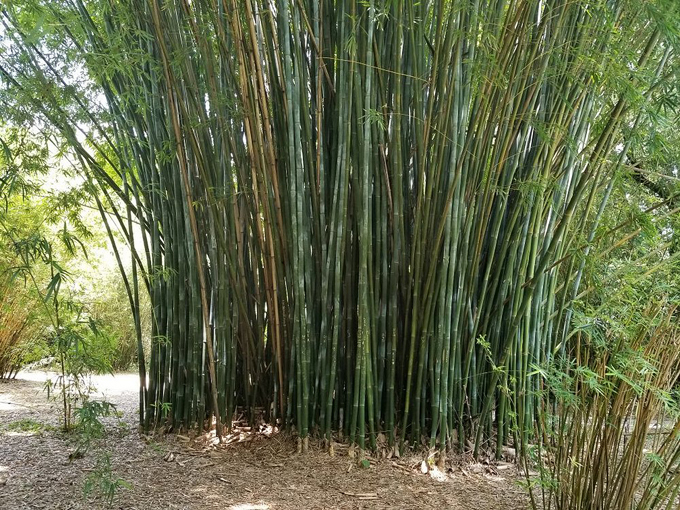 kanapaha botanical gardens 8