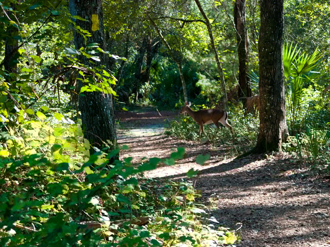 kelly park rock springs 5