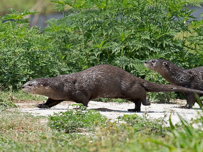 lake apopka wildlife drive 4