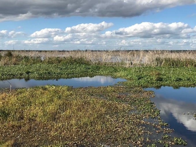 lake apopka wildlife drive 5