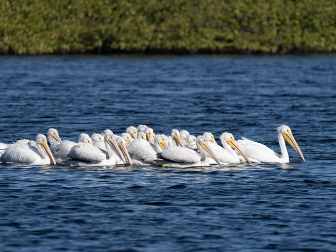 lake apopka wildlife drive 6