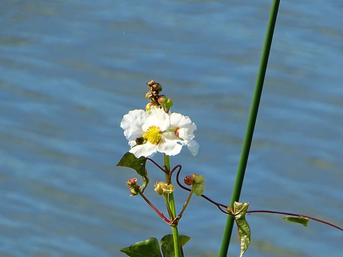 lake apopka wildlife drive 8