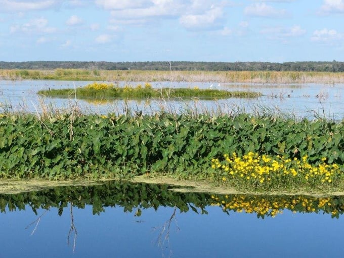 lake apopka wildlife drive 9