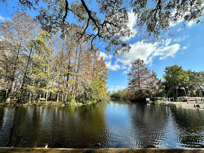 lake griffin state park 1