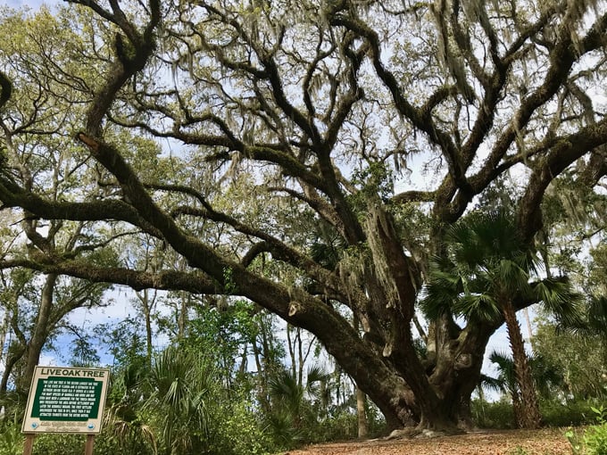 lake griffin state park 2