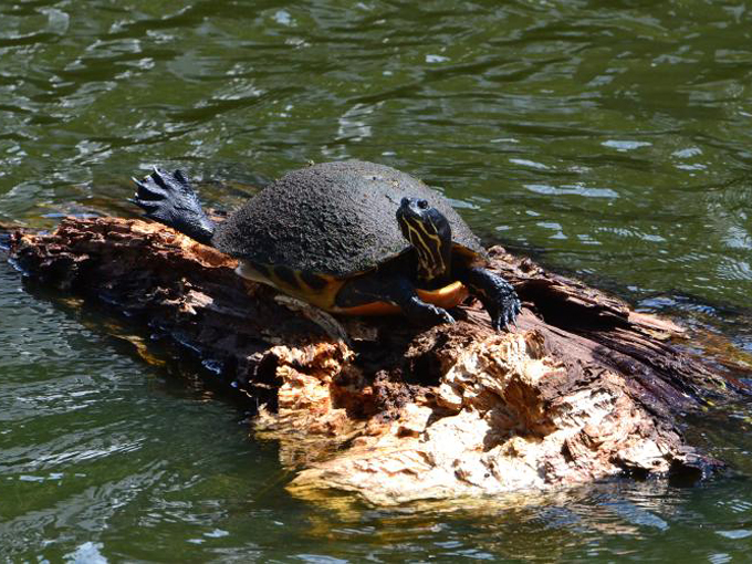 lake griffin state park 5