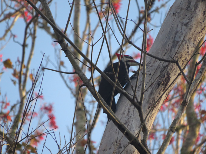 lake griffin state park 6
