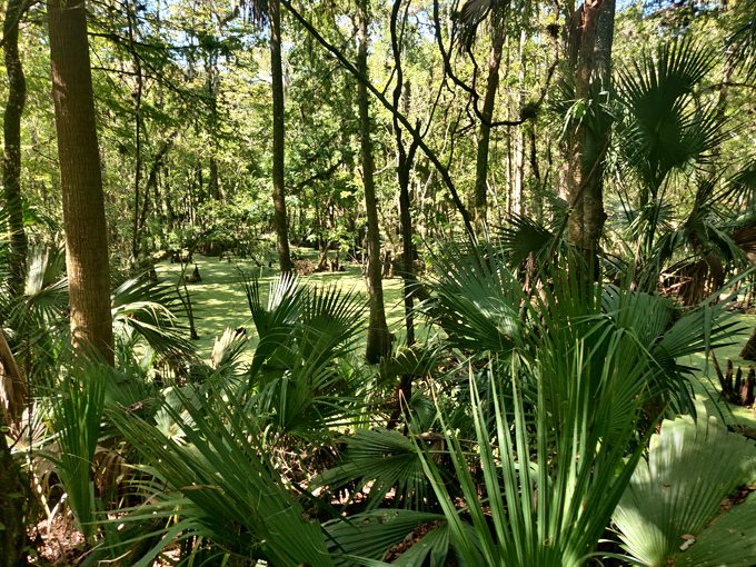 lake mack forest hills 5 1