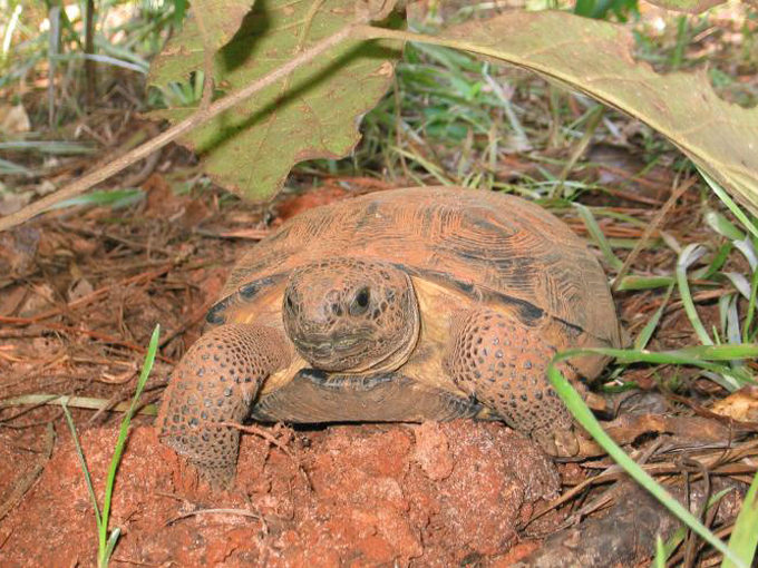lake seminole at three rivers 7