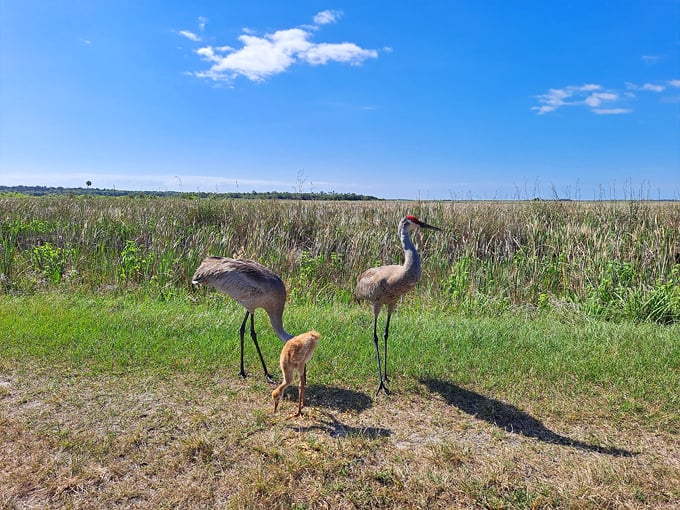 lake woodruff national wildlife refuge 3