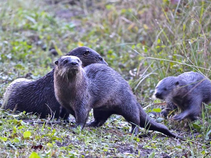 lake woodruff national wildlife refuge 4