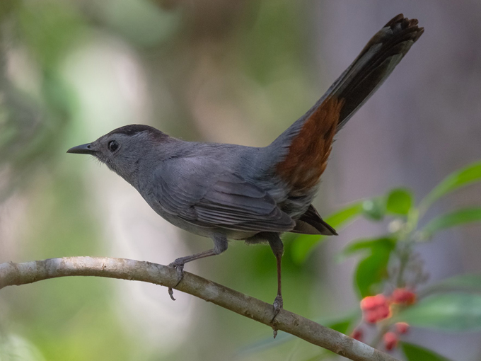 loxahatchee national wildlife refuge 5