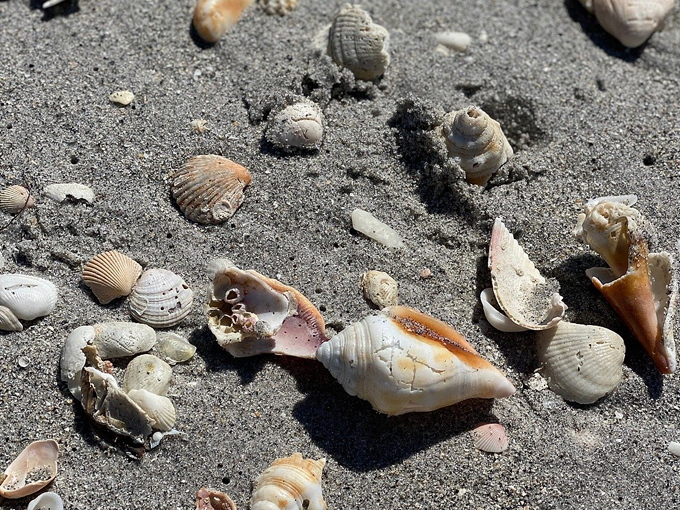 manasota key beach 6