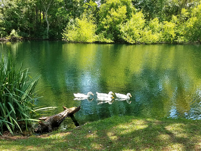 mcclenny memorial park 4