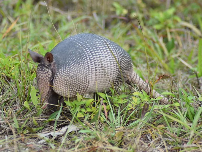 merritt island national wildlife refuge 3