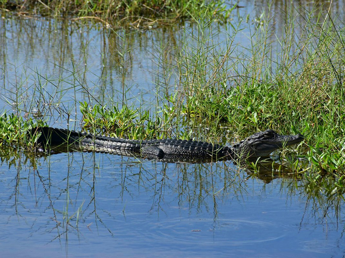 merritt island national wildlife refuge 8
