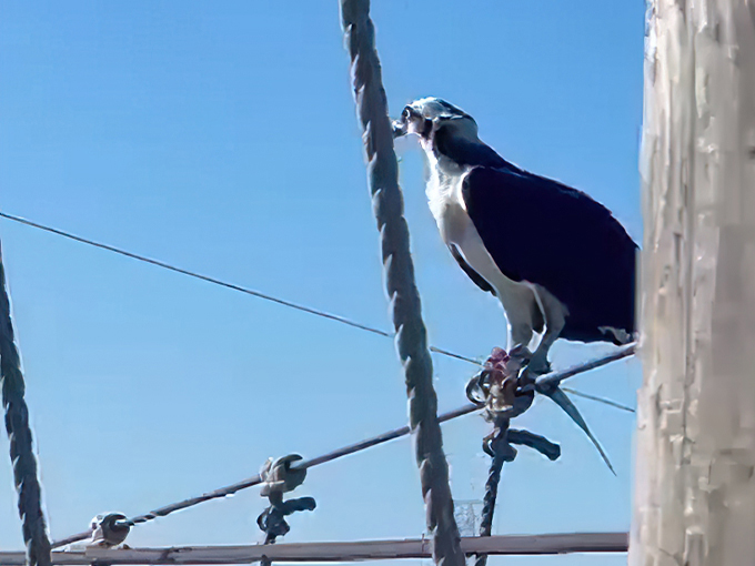 mobbly bayou wilderness preserve 3