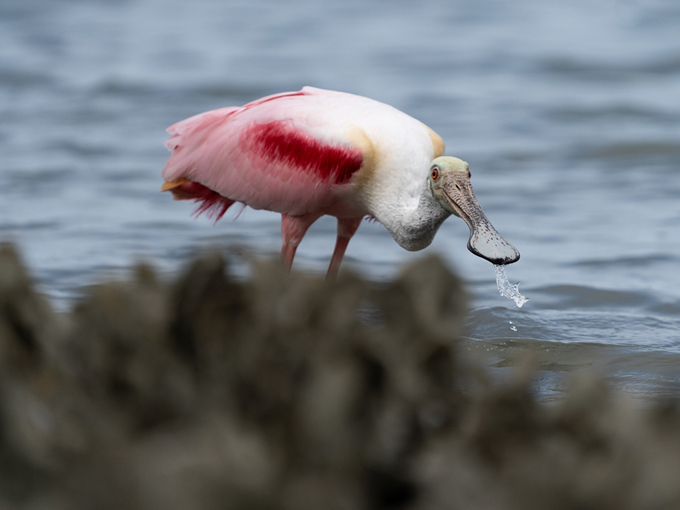 mobbly bayou wilderness preserve 6