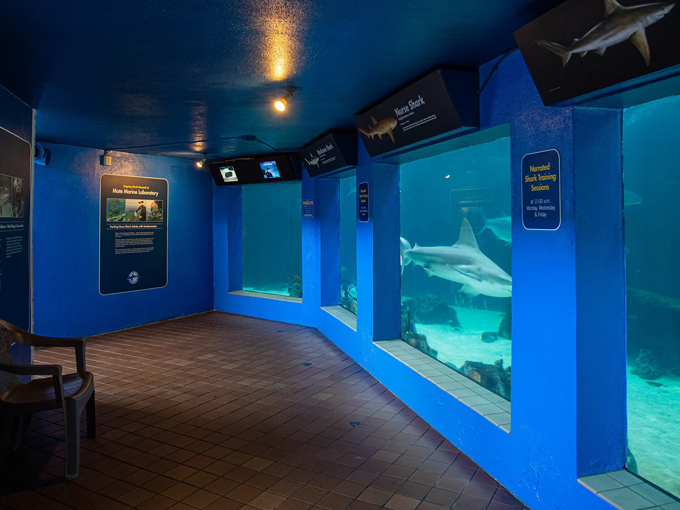 mote marine laboratory aquarium 4