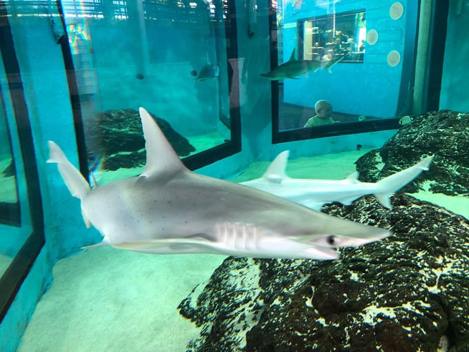 mote marine laboratory aquarium 5