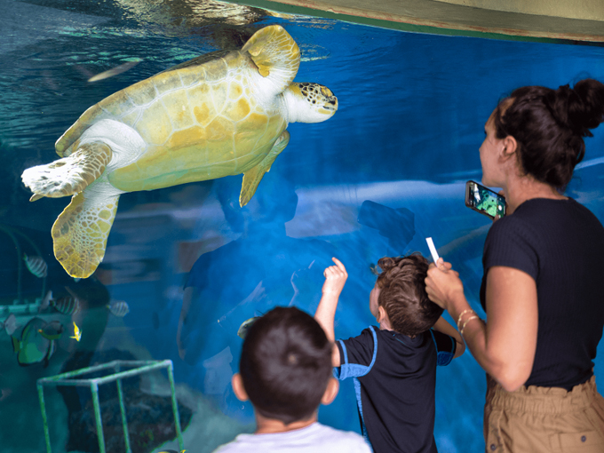 mote marine laboratory aquarium 6