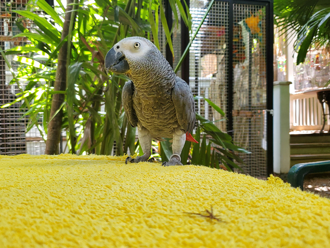 nancy forresters secret garden 5