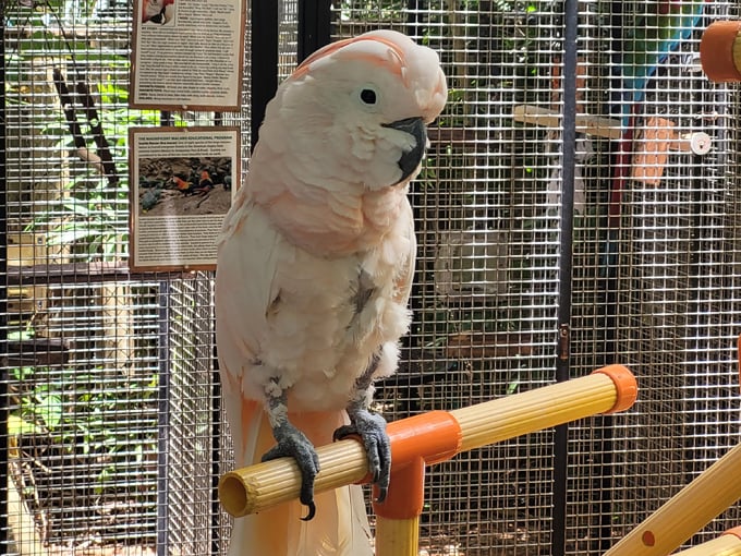 nancy forresters secret garden 7