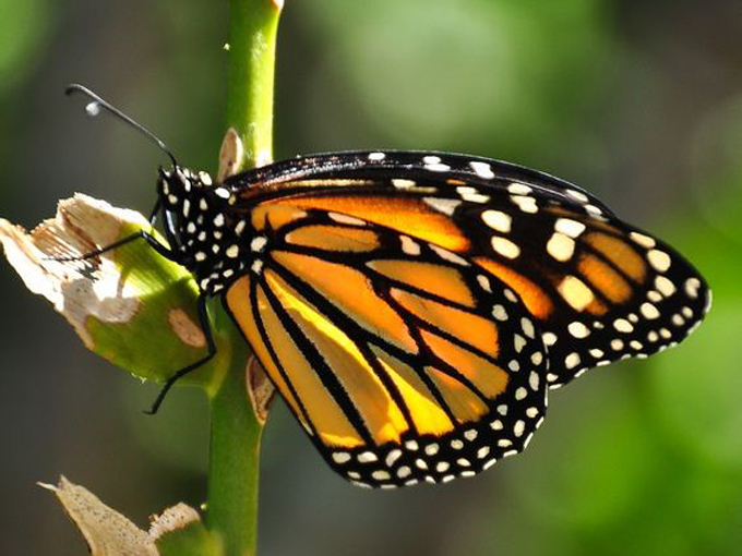 naples botanical garden 5