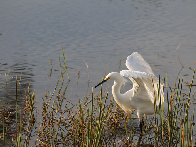naples botanical garden 8
