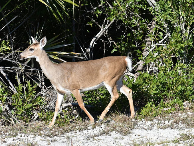 national key deer refuge 4