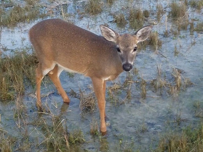 national key deer refuge 5