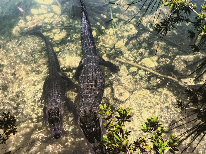 national key deer refuge 5
