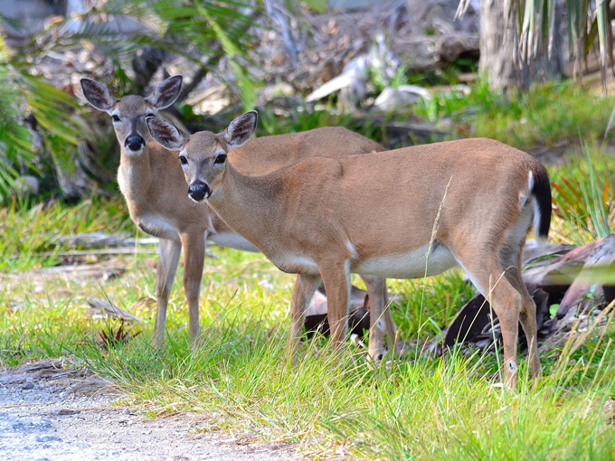 national key deer refuge 9