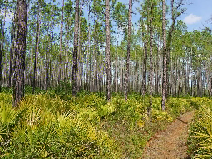 ocala national forest 6