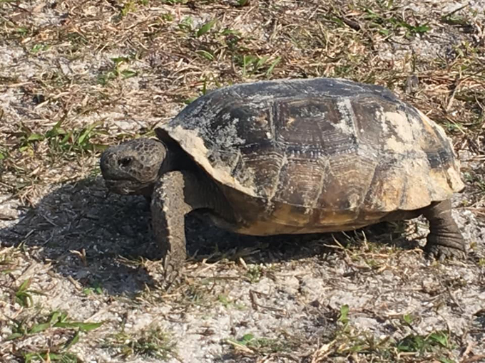 ocean palm golf club 6
