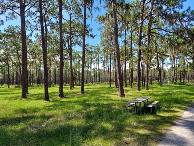 olustee battlefield historic state park 7