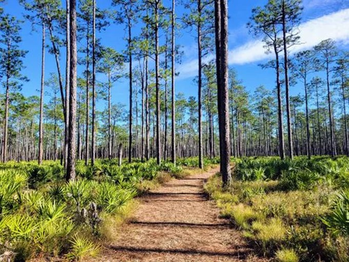 olustee battlefield historic state park 8