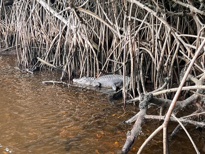 original everglades city airboat tours 6