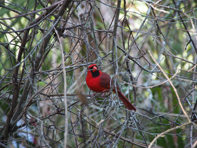 oscar scherer state park 8 1